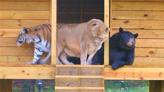Increíble: Un león, un tigre y un oso son los mejores amigos y ...