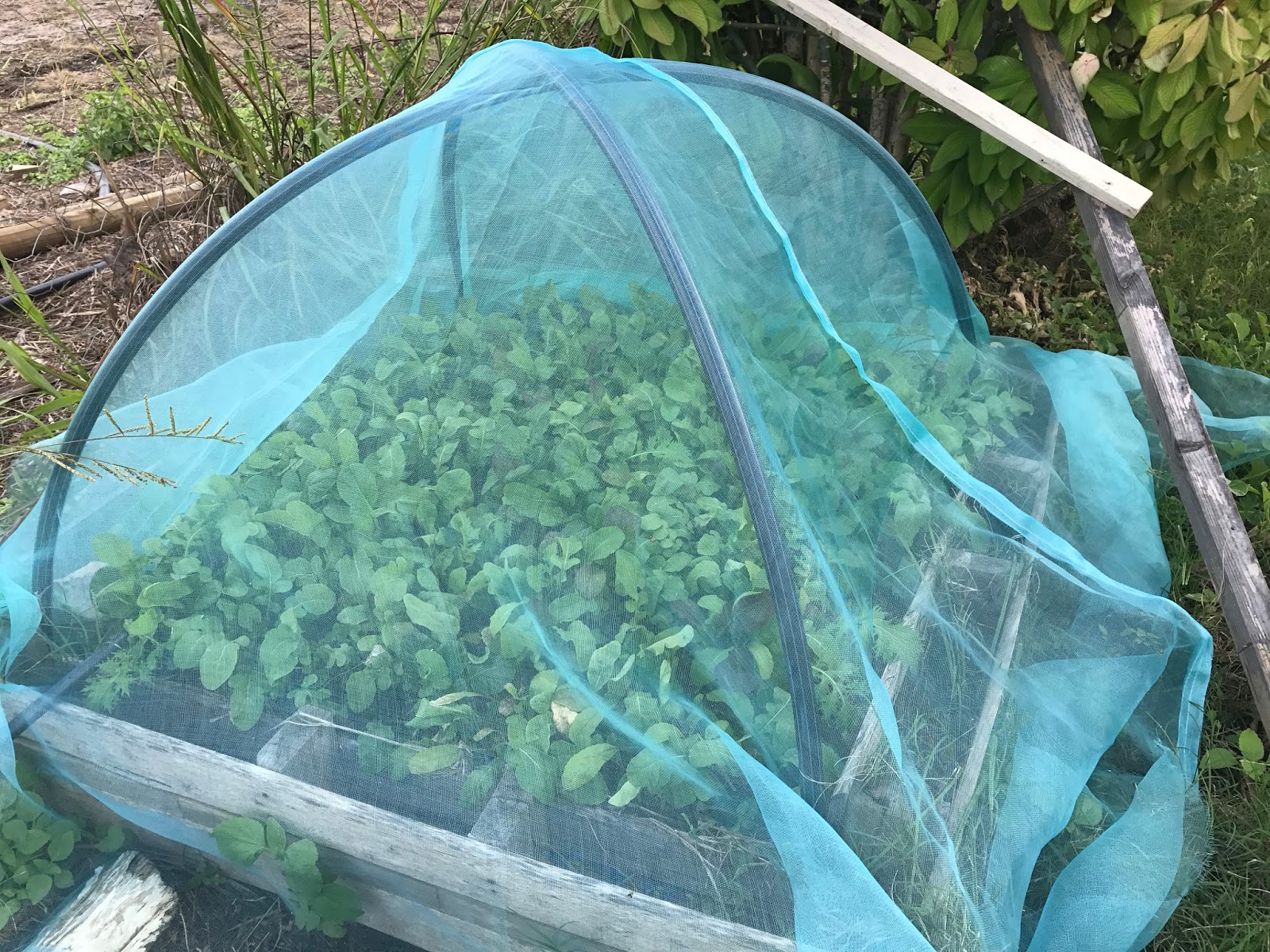 Easy Way To Protect Plants From Sun And Bugs - Permaculture Haven Australia