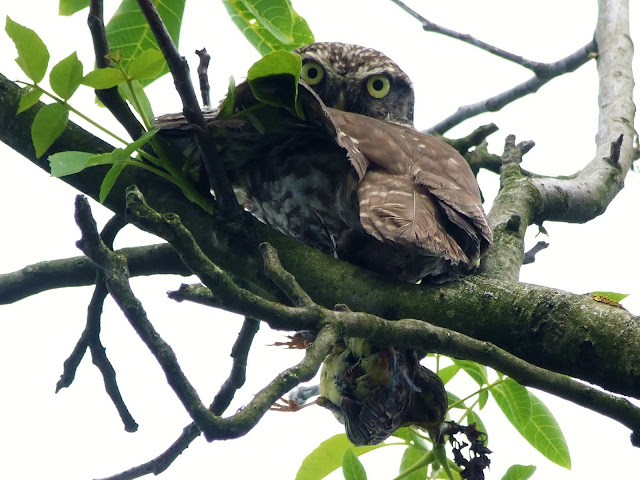 Lumea vieţuitoarelor: Cucuveaua ( Atbene noctua )