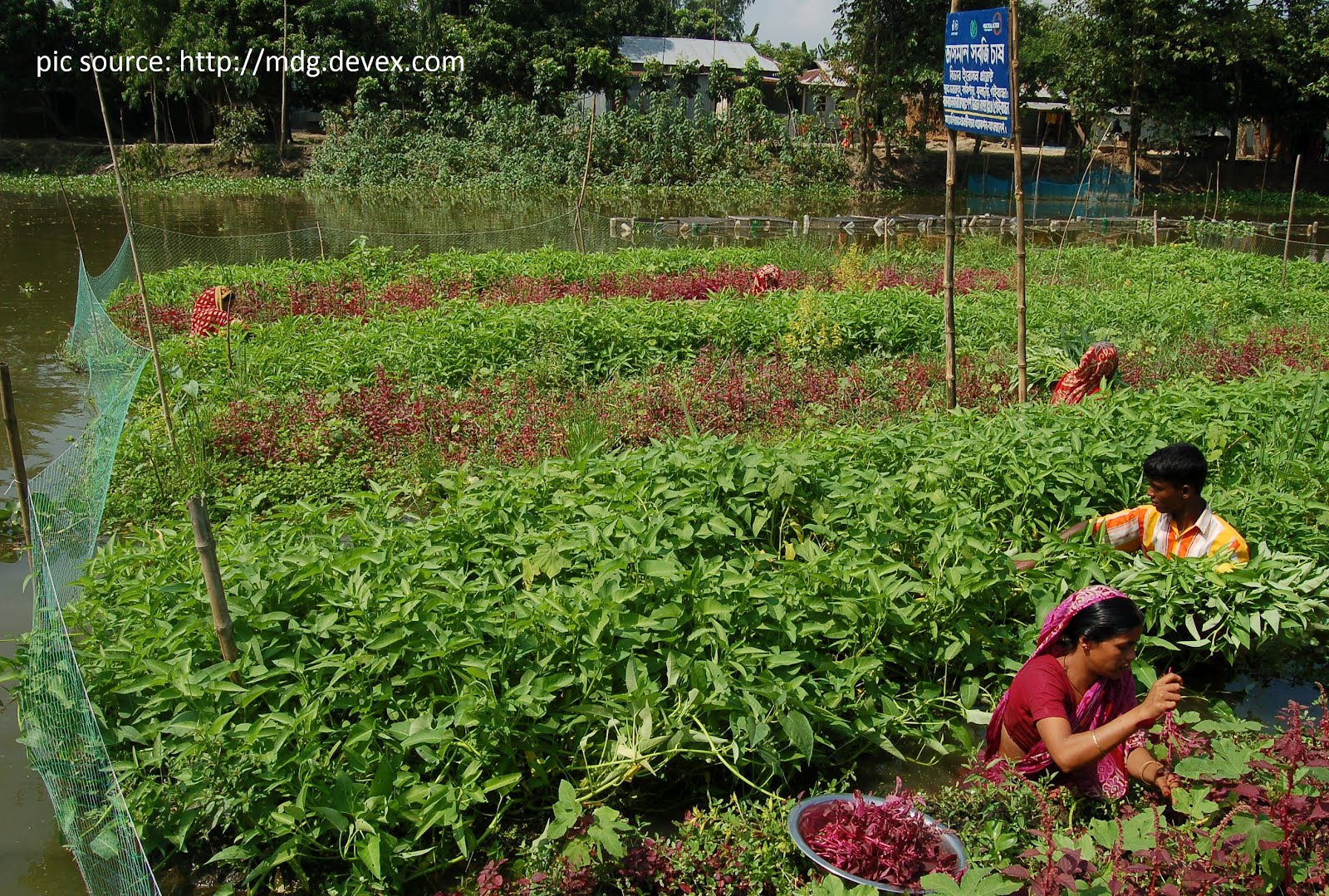 matarasakata: Serial Unik: The Floating Farms atau Pertanian Apung ...