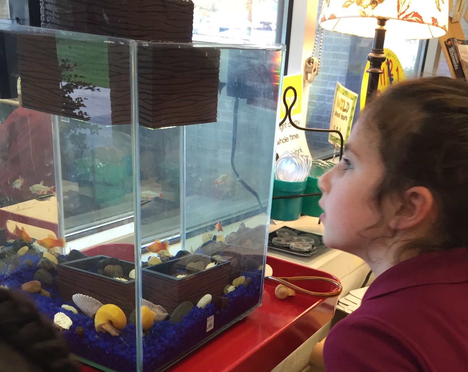 Ms. Webb's Wise 1's: Aquarium in the Classroom
