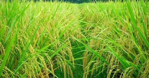 Cara Budidaya Tanaman Padi Secara Baik dan Benar - Gampong Babah Buloh ...