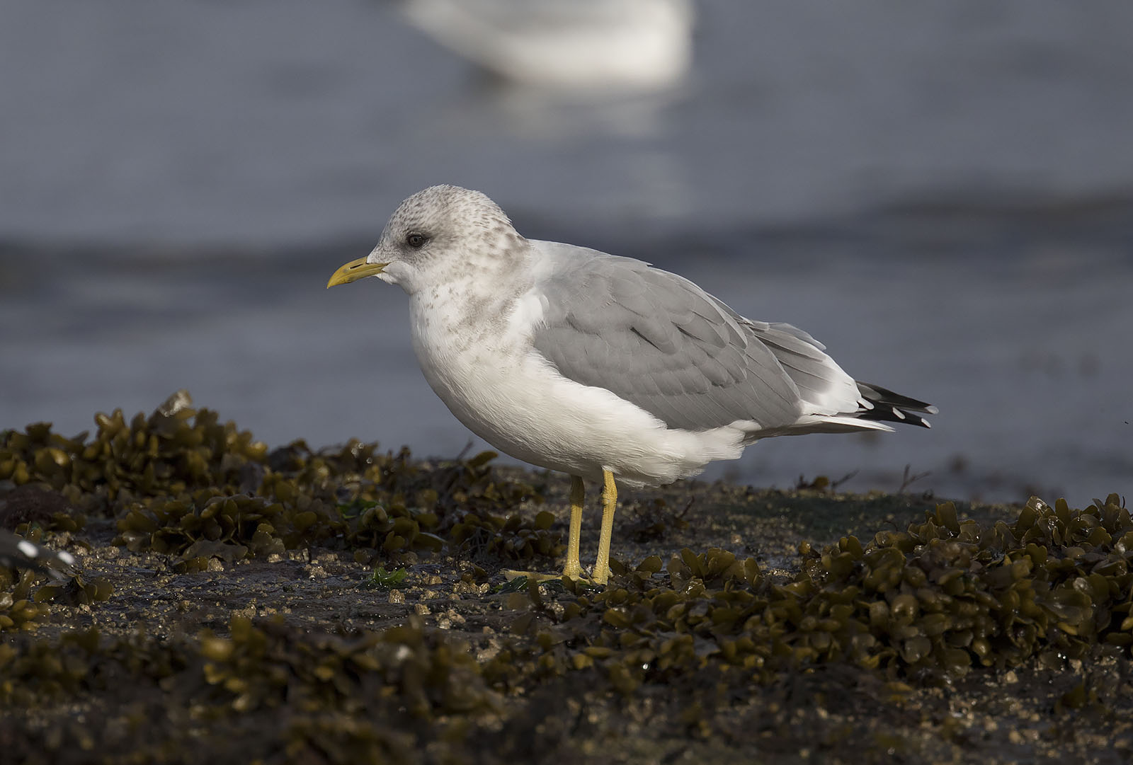 pewit: Mew Gulls / Short-billed Gulls