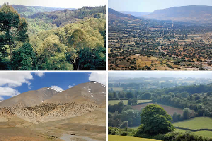 Middle Atlas Cedar Forests - Morocco Tourism: Best of Morocco