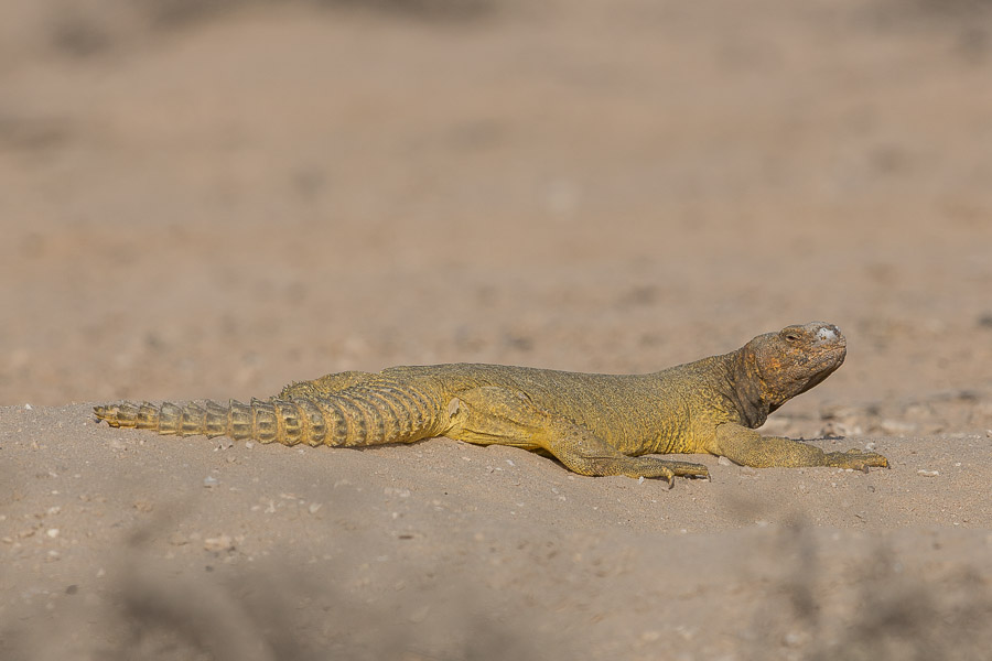 Birds of Saudi Arabia: A good showing of Arabian Spiny-tailed Lizards ...