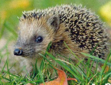 Descrizione: Riccio • Scuolissima.com