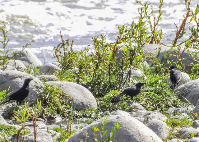 Aves de Arequipa y el Peru by Robert Rodriguez: Dives warszewiczi