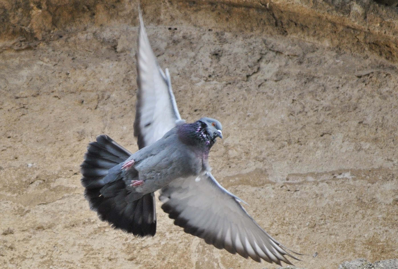 PÍA: •Las palomas de Arcos bailan por bulerías