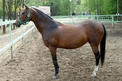 North Horse: Answers for Conformation Quiz: Friesian Sport Horses