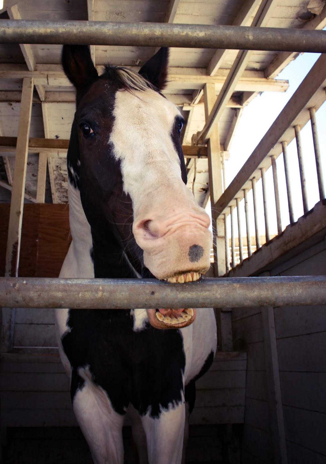 Traverse Photography.Christine Nicole: Stepp Stables, Camp Pendleton CA