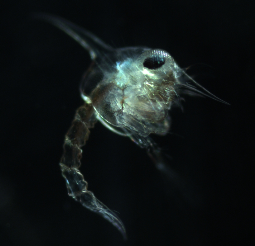 Invertebrate Embryology: Hemigrapsus nudus: brooding mothers and their zoea