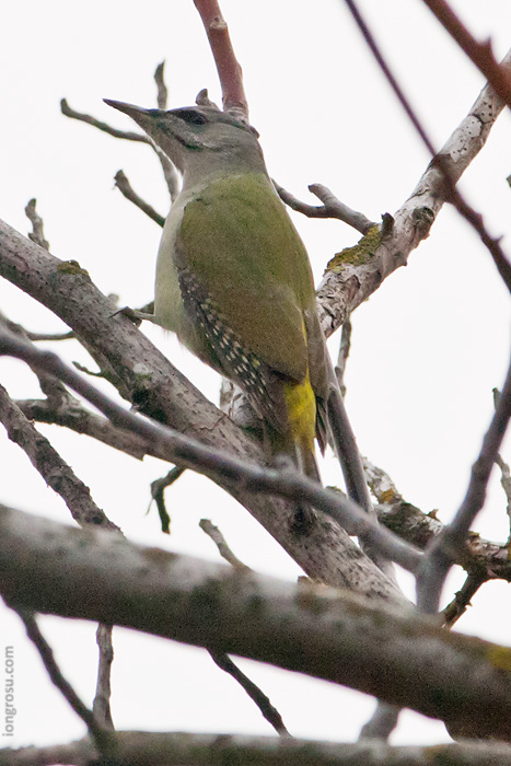 Păsări din Moldova: A opta expediţie la Goian