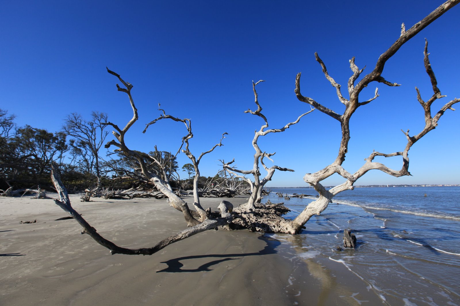 Todays Creations Driftwood Beach Jekyll Island