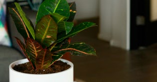 How to Make Knock-Off Table Top Planters | Pneumatic Addict