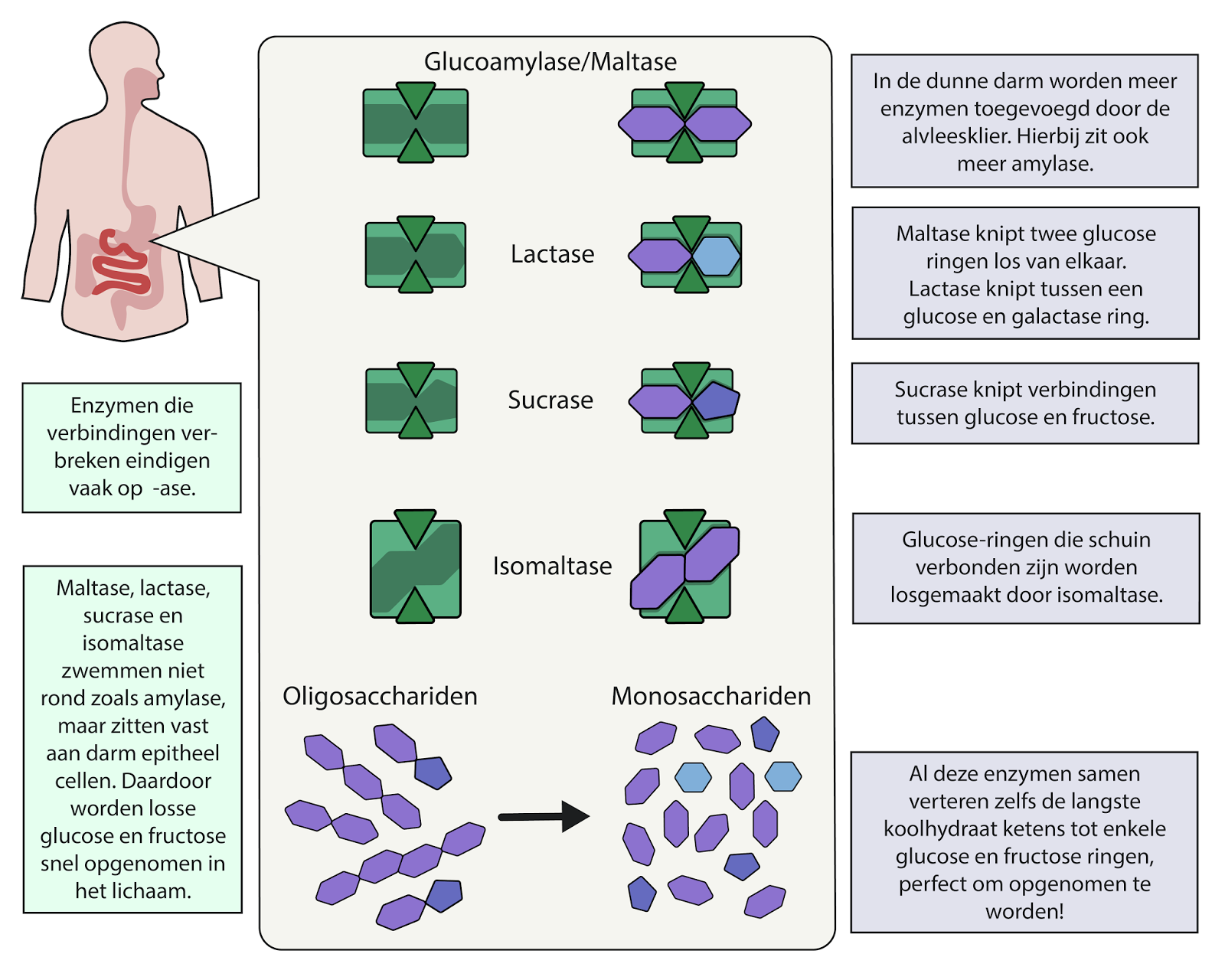 Dagmar Bouwer: Koolhydraat opname / Carbohydrate uptake (Nederlands ...