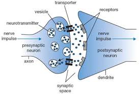 ATAXIA - ADCA - SCA: SCA23 and opioid system