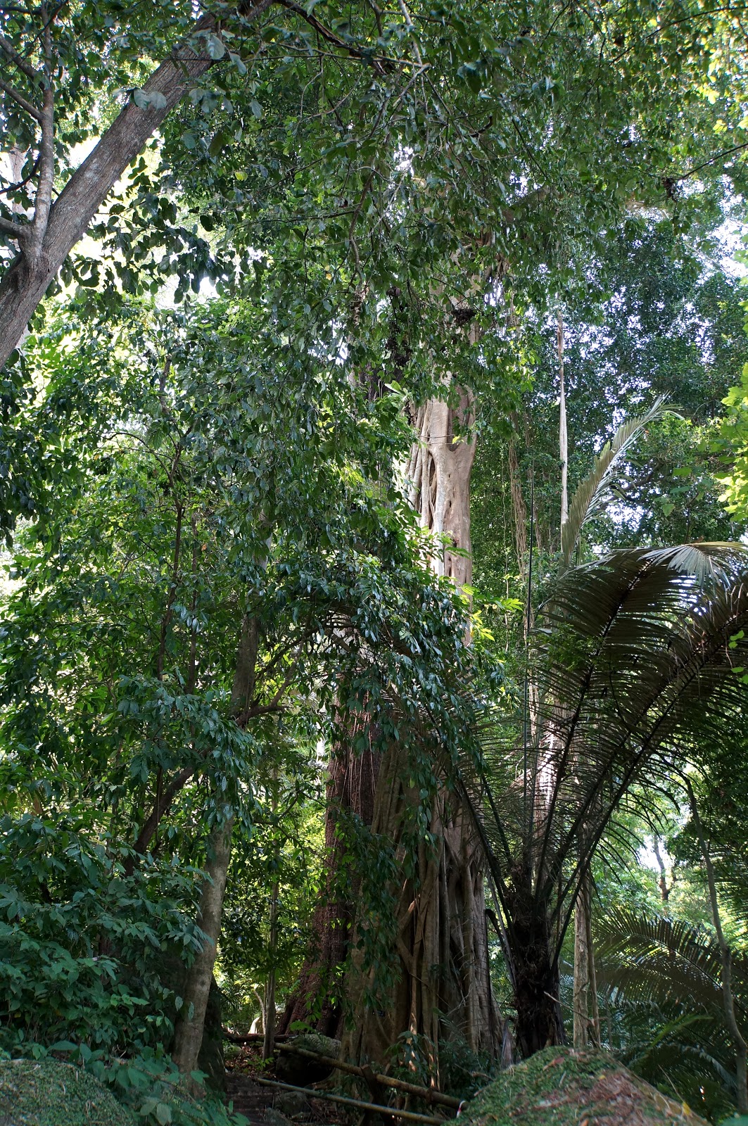 Malaisie - jour 12 : Tioman - Jungle trek vers Juara
