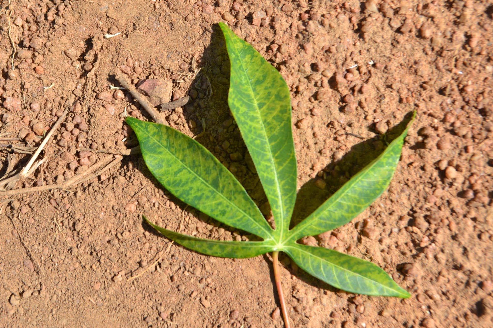 Cassava Virus Disease Diagnostics: MONITORING SURVEY FOR CASSAVA MOSAIC ...