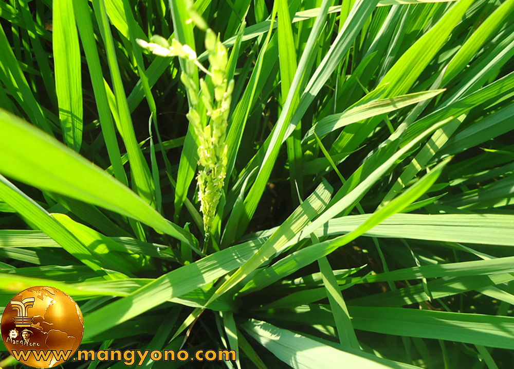 Mengenal Tanaman Padi