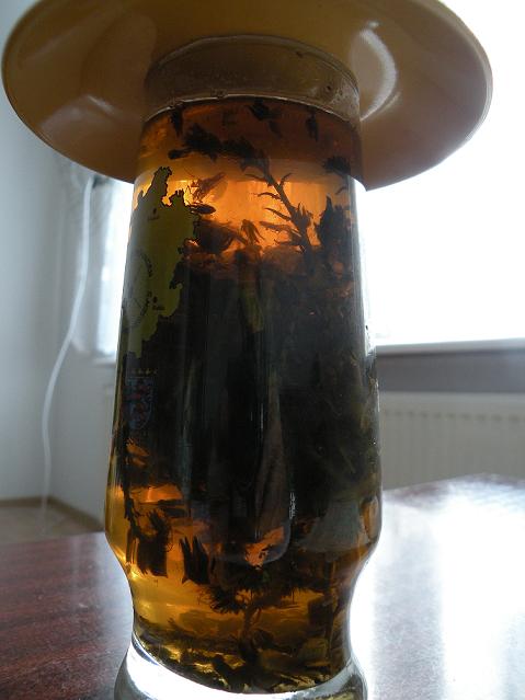 Botaniczna Galaktyka: Żmijowiec zwyczajny - Echium vulgare w fitoterapii