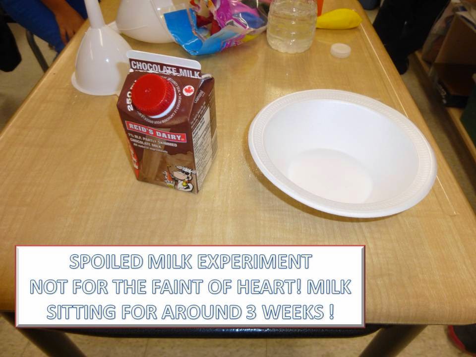 Ms Rashid: Stinky Milk Experiment