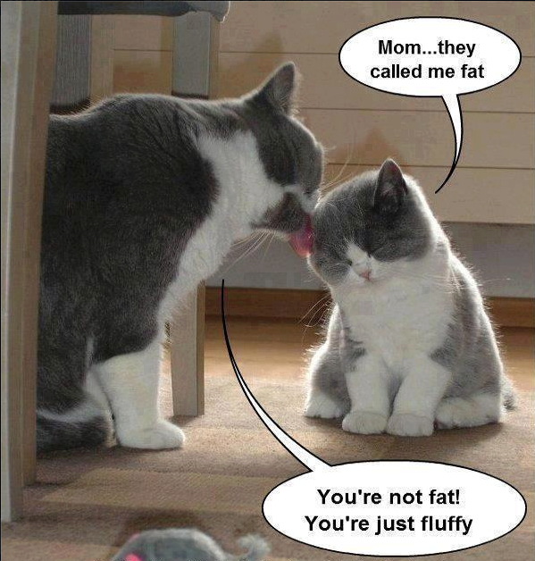 Mom, they called me fat, you're not fat you're just fluffy
