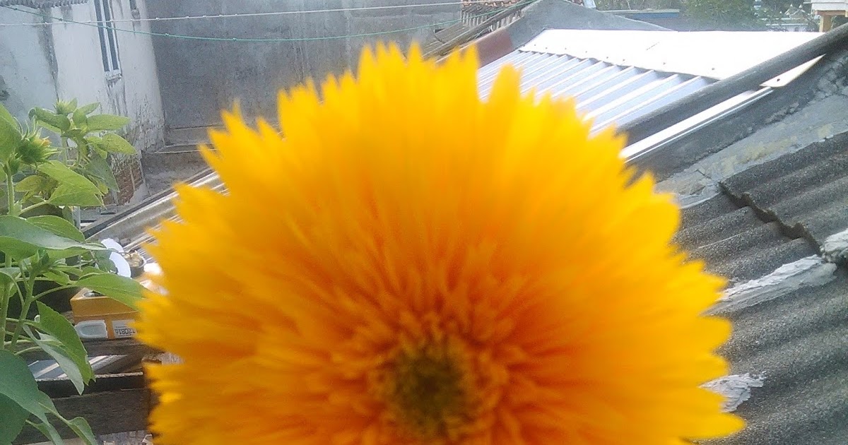 Cara Menanam Bunga Matahari (Sun Flower) is Very Easy - Ayo Berkebun ...