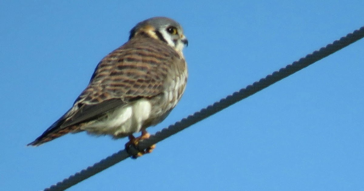 Bird & Travel Photos, Birding Sites, Bird Information: AMERICAN KESTREL ...