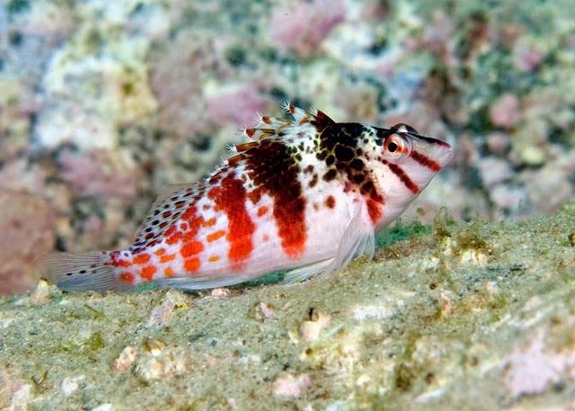 Peces y plantas ornamentales: Cirrhitichthys falco - Pez halcón enano