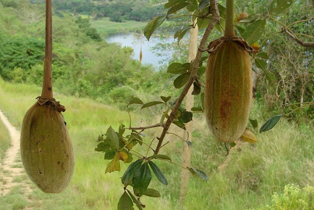 Natureza, Perfeição sem tamanho...