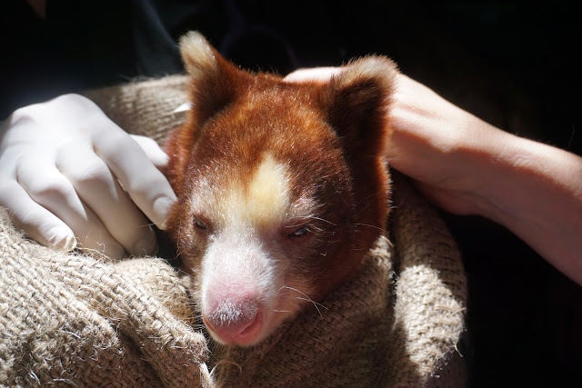 From Cloud Forest to Reef: CEO Alejandro Grajal takes us to Papua New ...