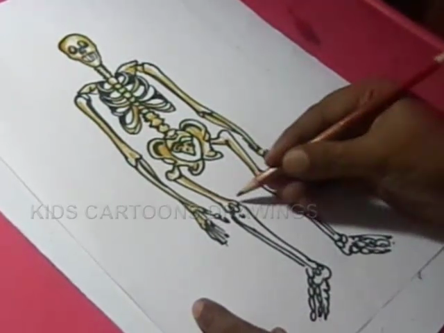 KIDS CARTOON DRAWINGS: How to draw Human skeleton Drawing