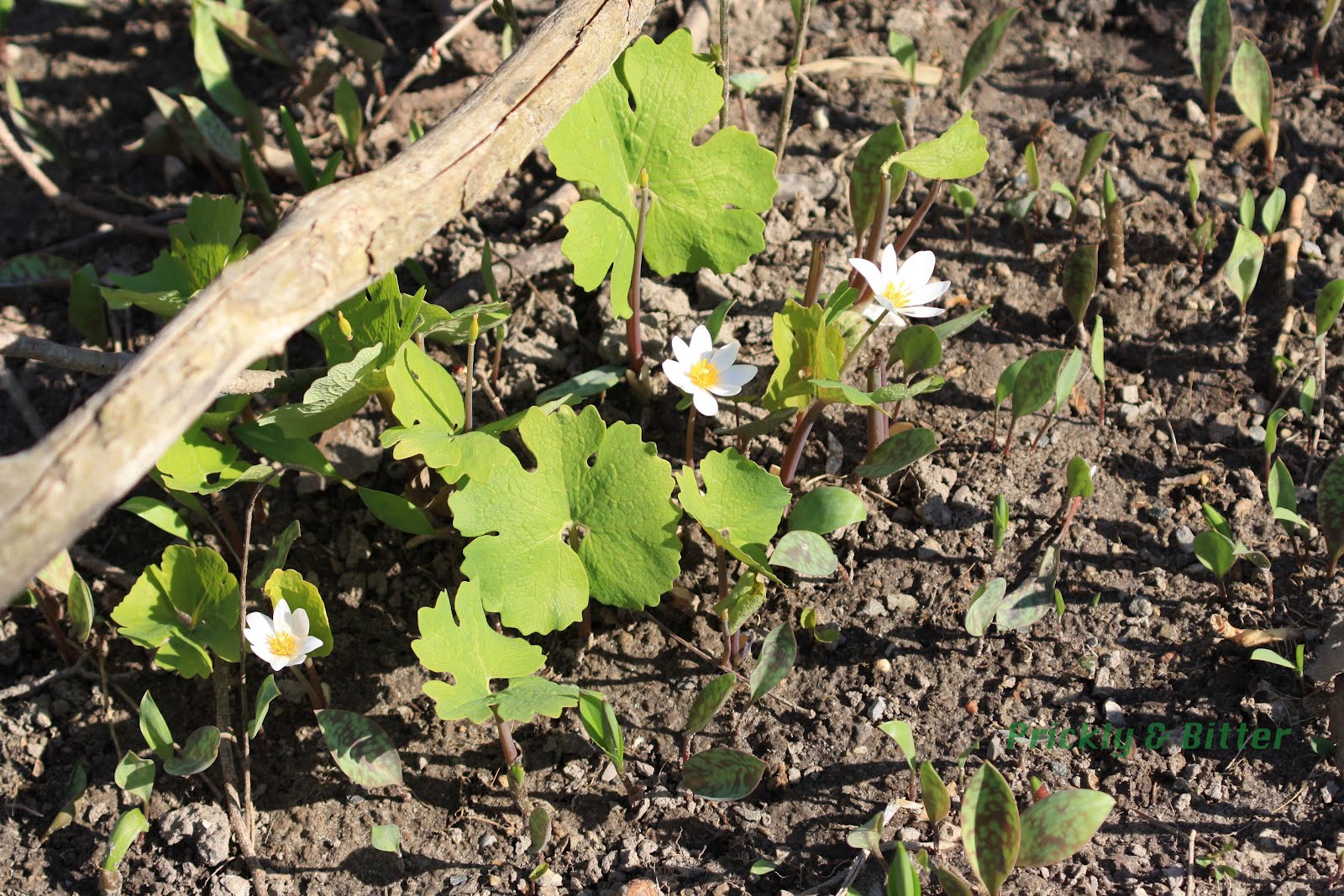 Prickly and Bitter: Bloodroot: a native North American wildflower