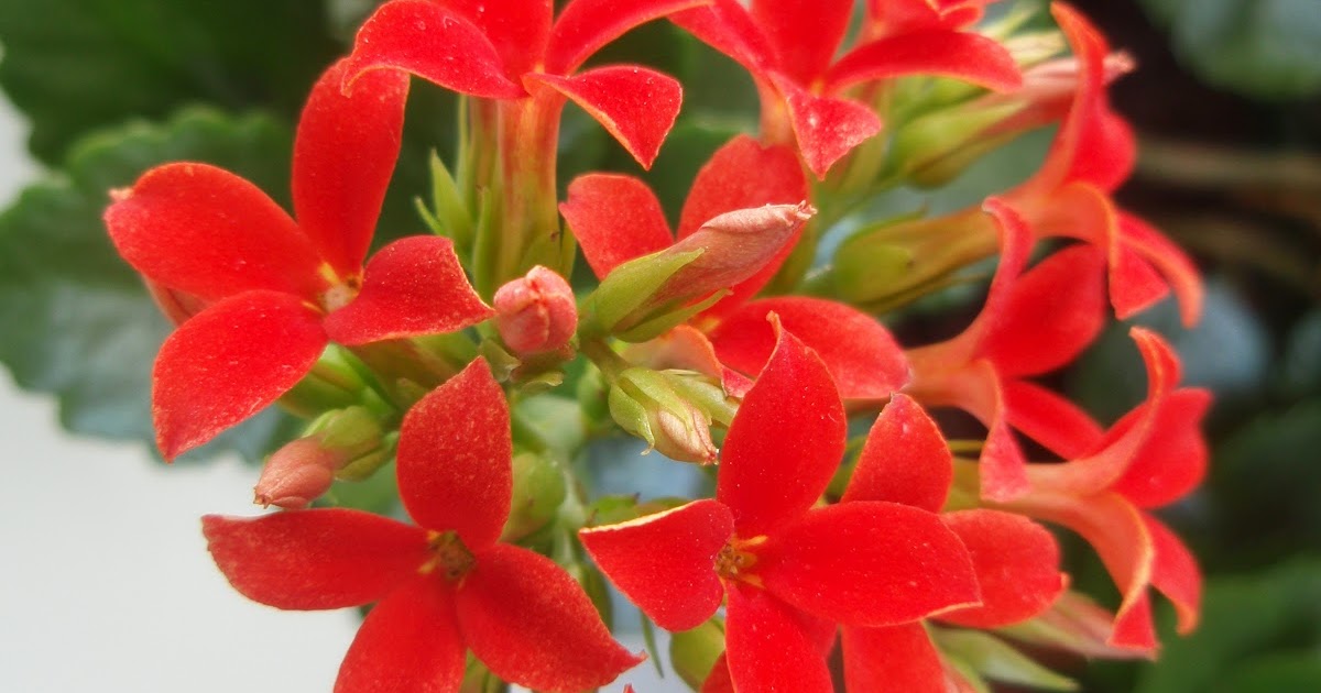 Plantas De Loli: Flor de Kalanchoe II
