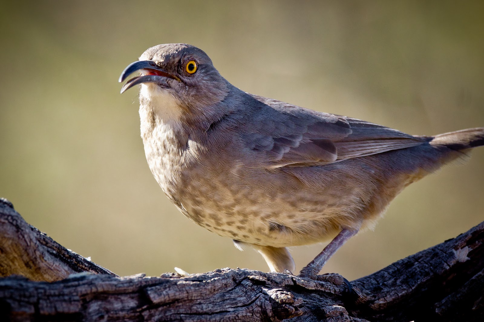 Curved Bill Thrasher Bird