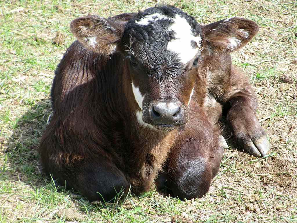 Life among the Tall Pines: Calf 4