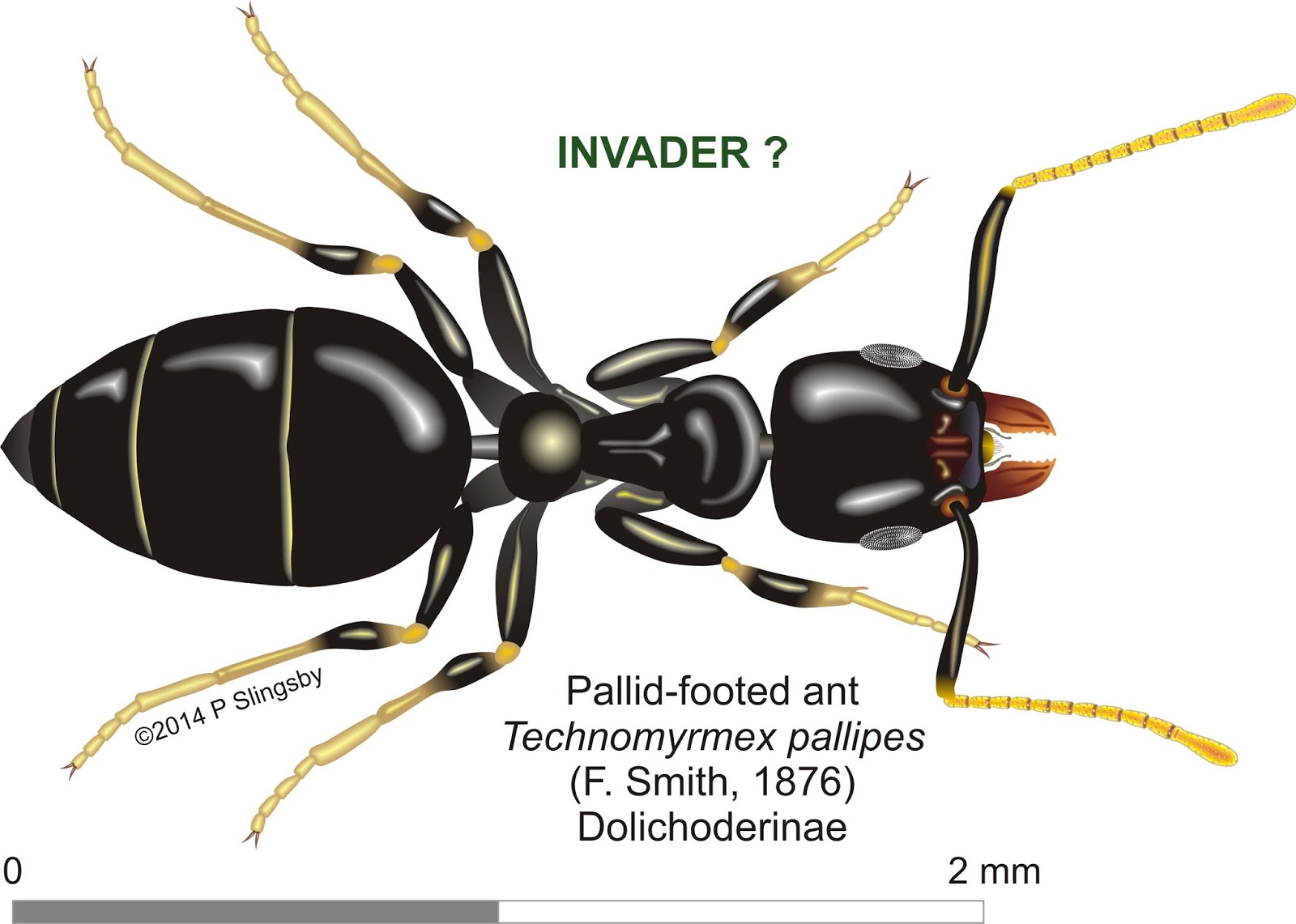 - Ants of Southern Africa -: Technomyrmex pallipes: Pallid-footed Ants