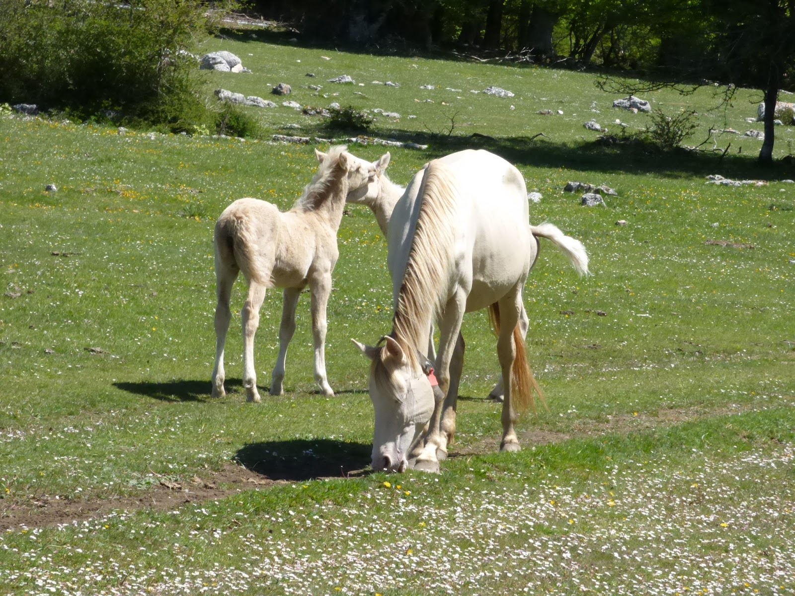 Aquí estoy yo: Potrillos