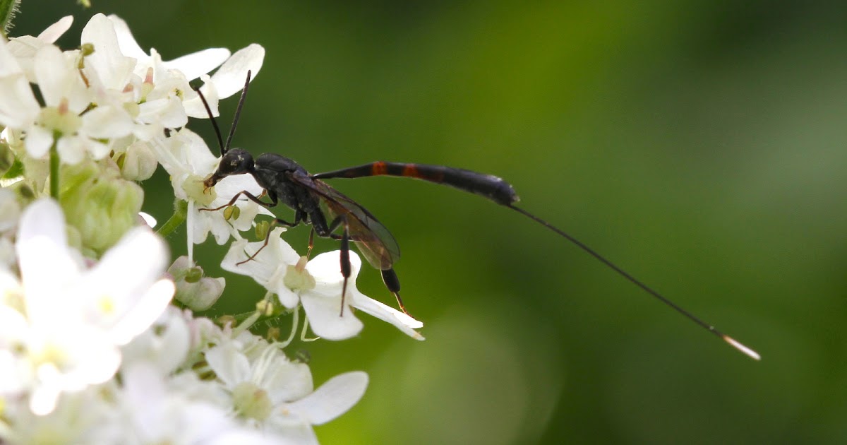 Real Monstrosities: Carrot Wasp