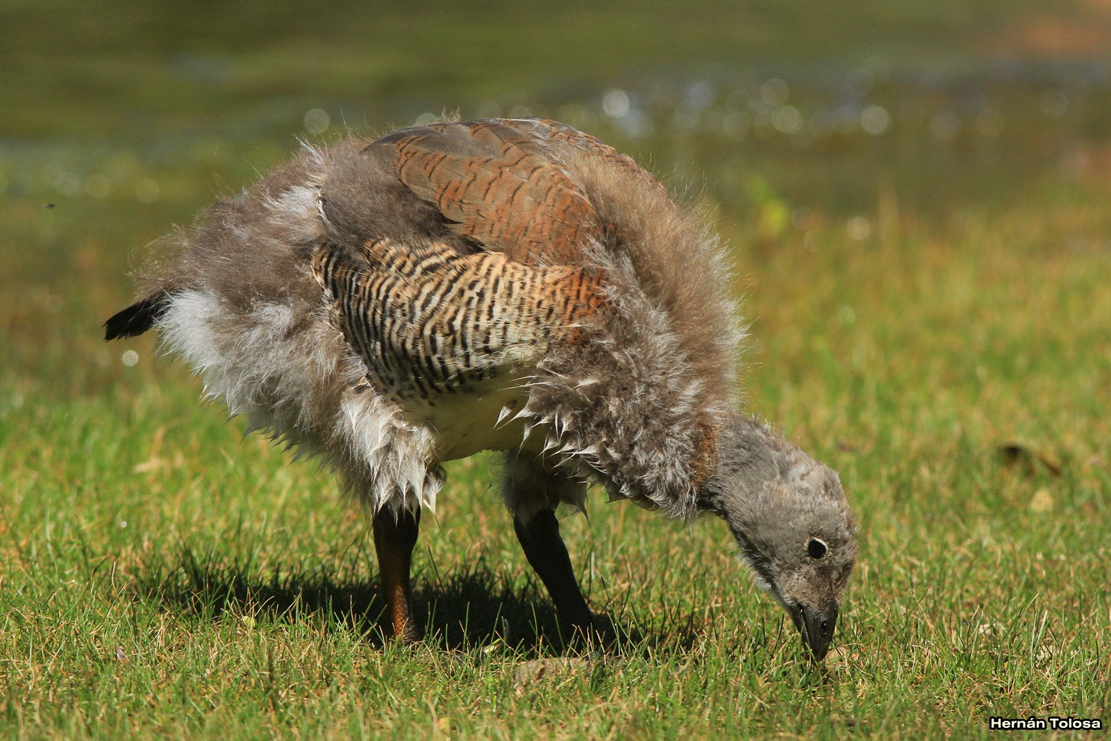 Aves de Argentina: Cauquenes reales en Quila quina