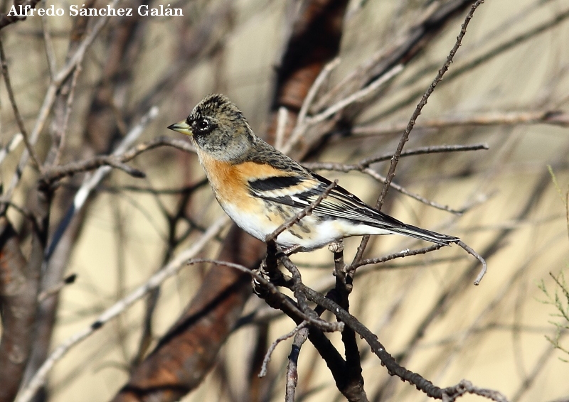 Aves de Aragón : Pinzón real