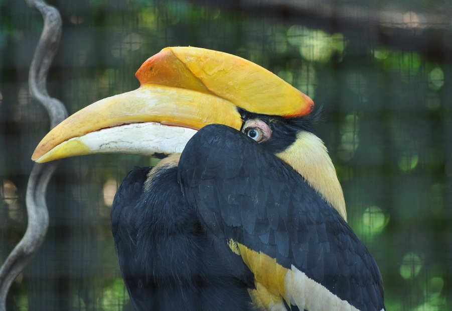 ZOOTOGRAFIANDO (6.100 ANIMALS): CÁLAO BICORNE / GREAT HORNBILL (Buceros ...