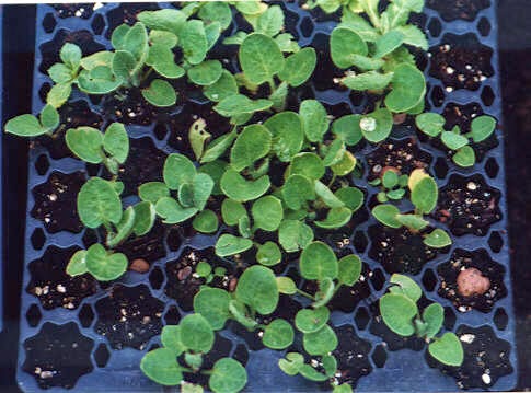 GROW BLUE POPPY SEEDS |The Garden of Eaden