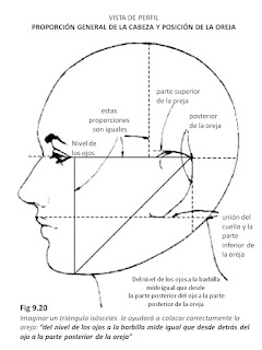 LA PROPORCIÓN DEL ROSTRO
