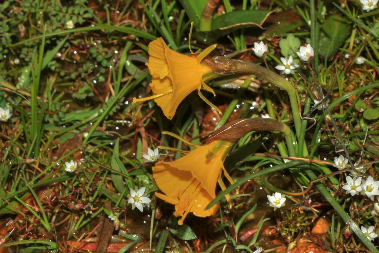 El Rinche de Berry : Flora