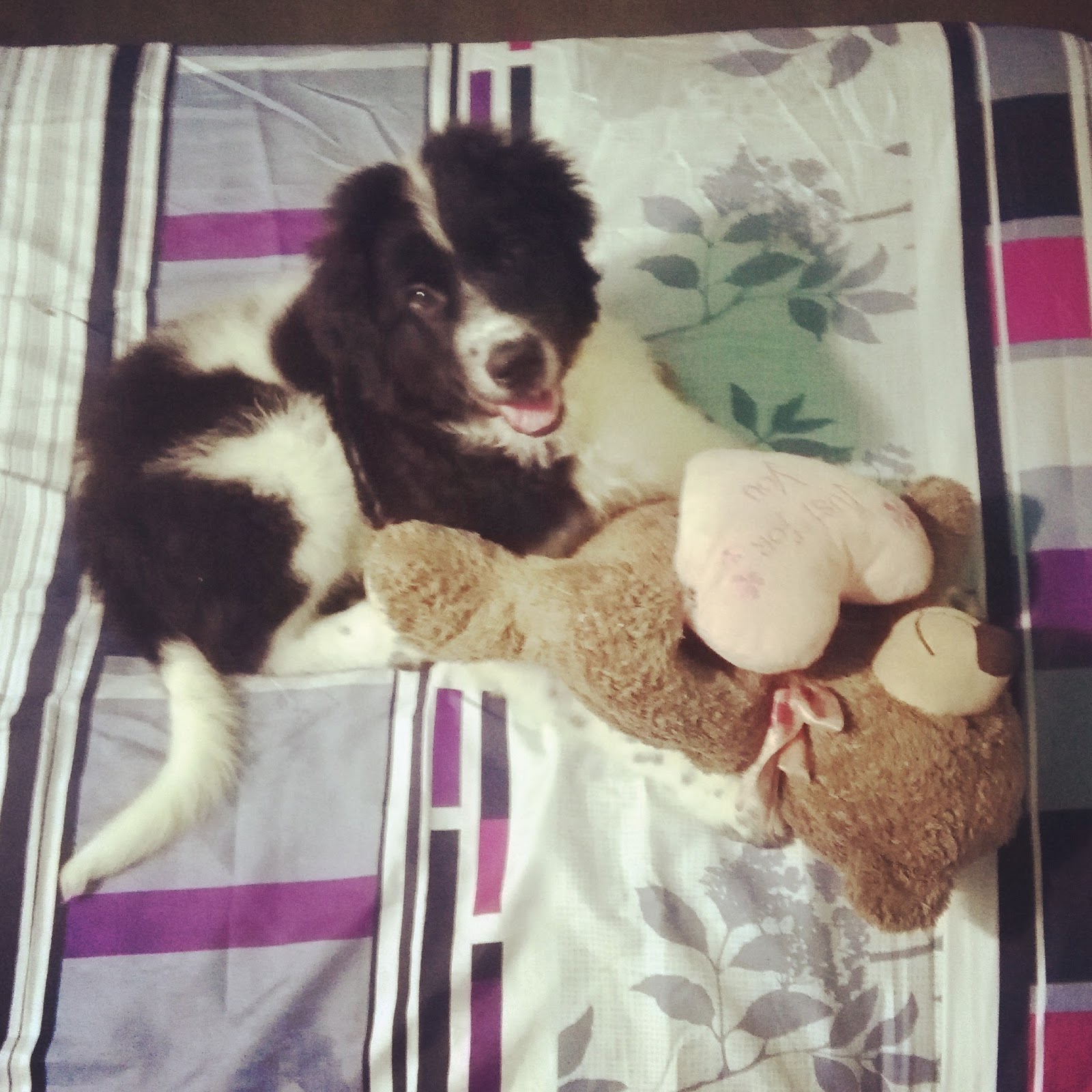 Características del perro mucuchies