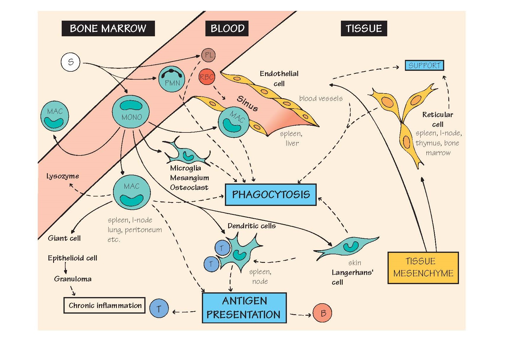 Phagocytic Cells and The Reticuloendothelial System - pediagenosis