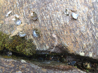 The Meditative Gardener: Broken Snail Shells