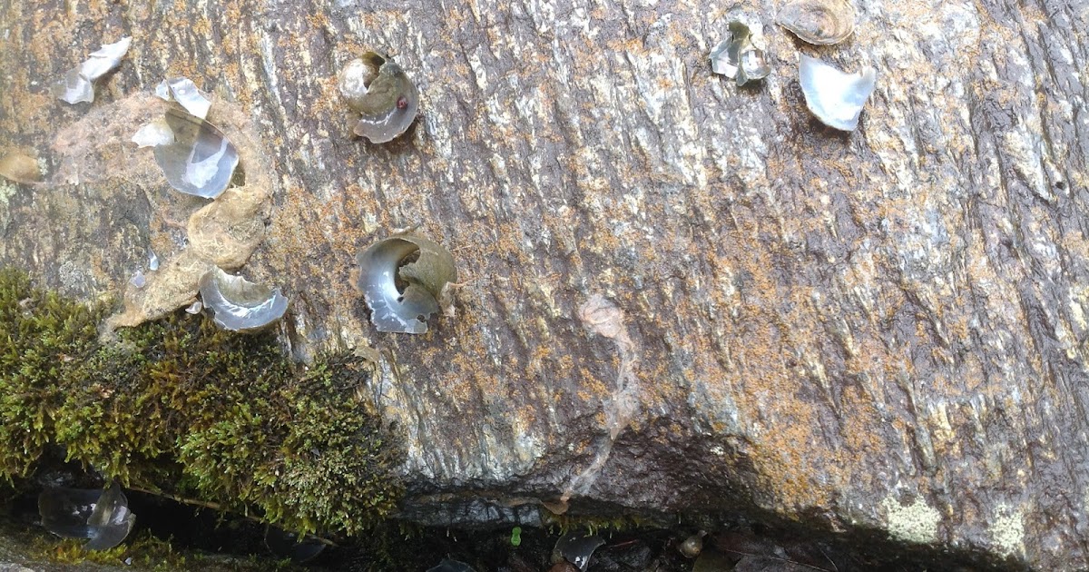 The Meditative Gardener: Broken Snail Shells