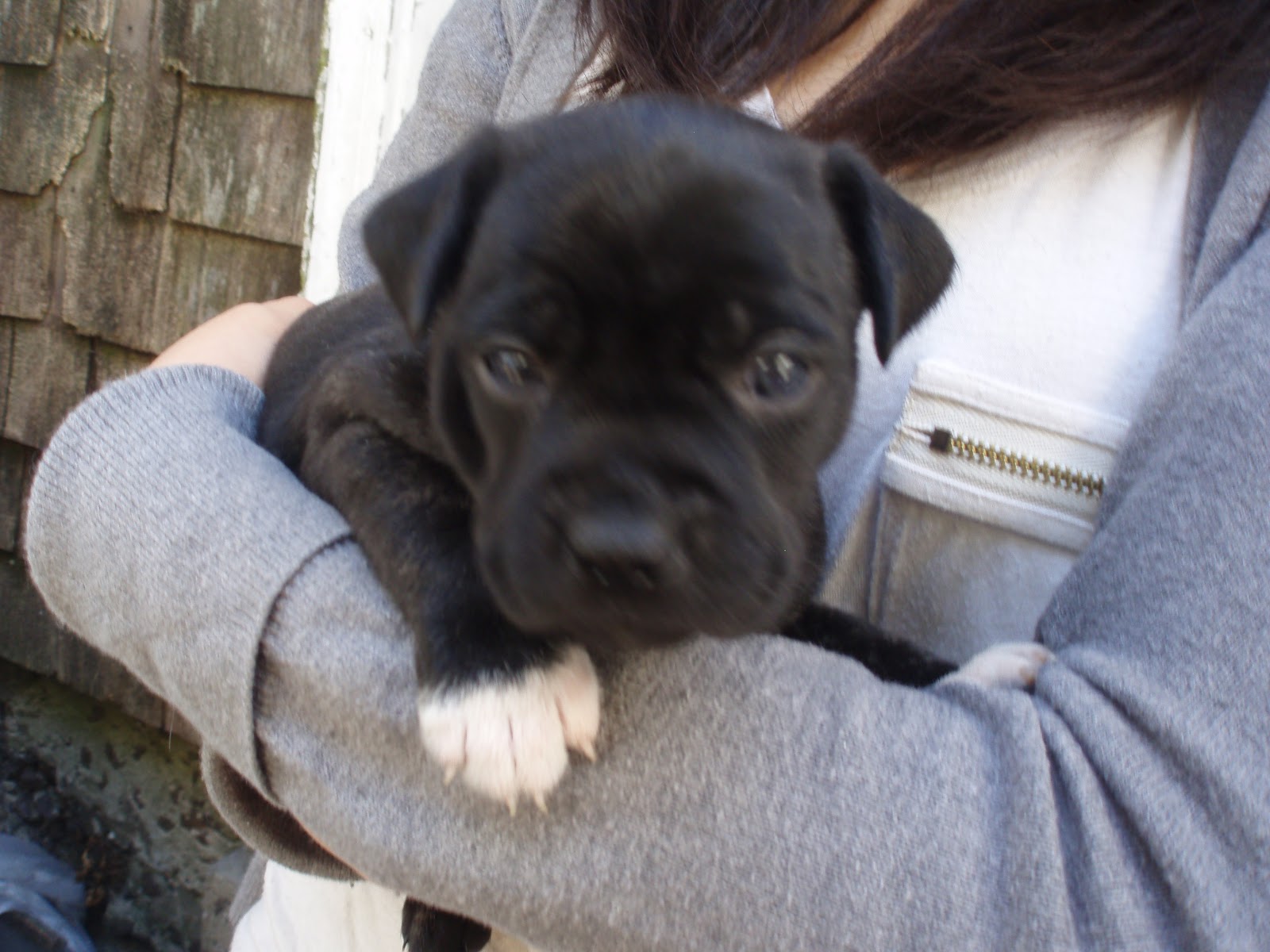 Nine reasons to rejoice!: Meet the MUGGINS (min pin-pug mixes!)